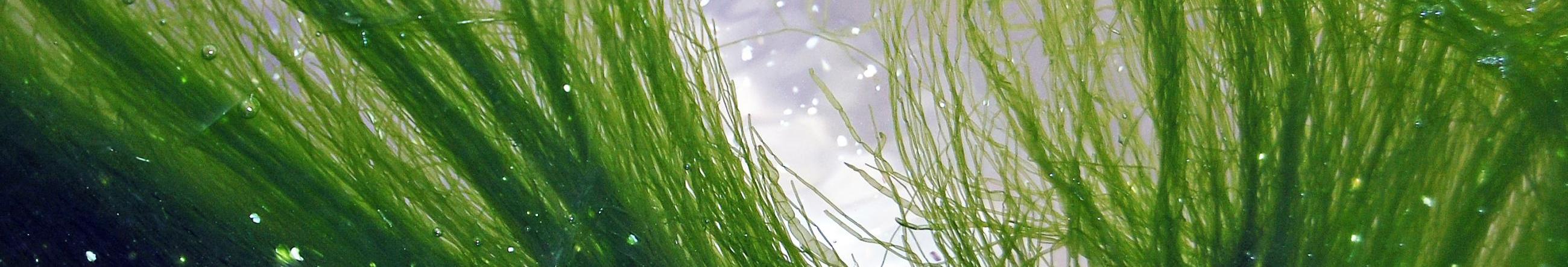 Les oligoéléments, qu’est-ce que c’est ? - Oligo élements et santé ...