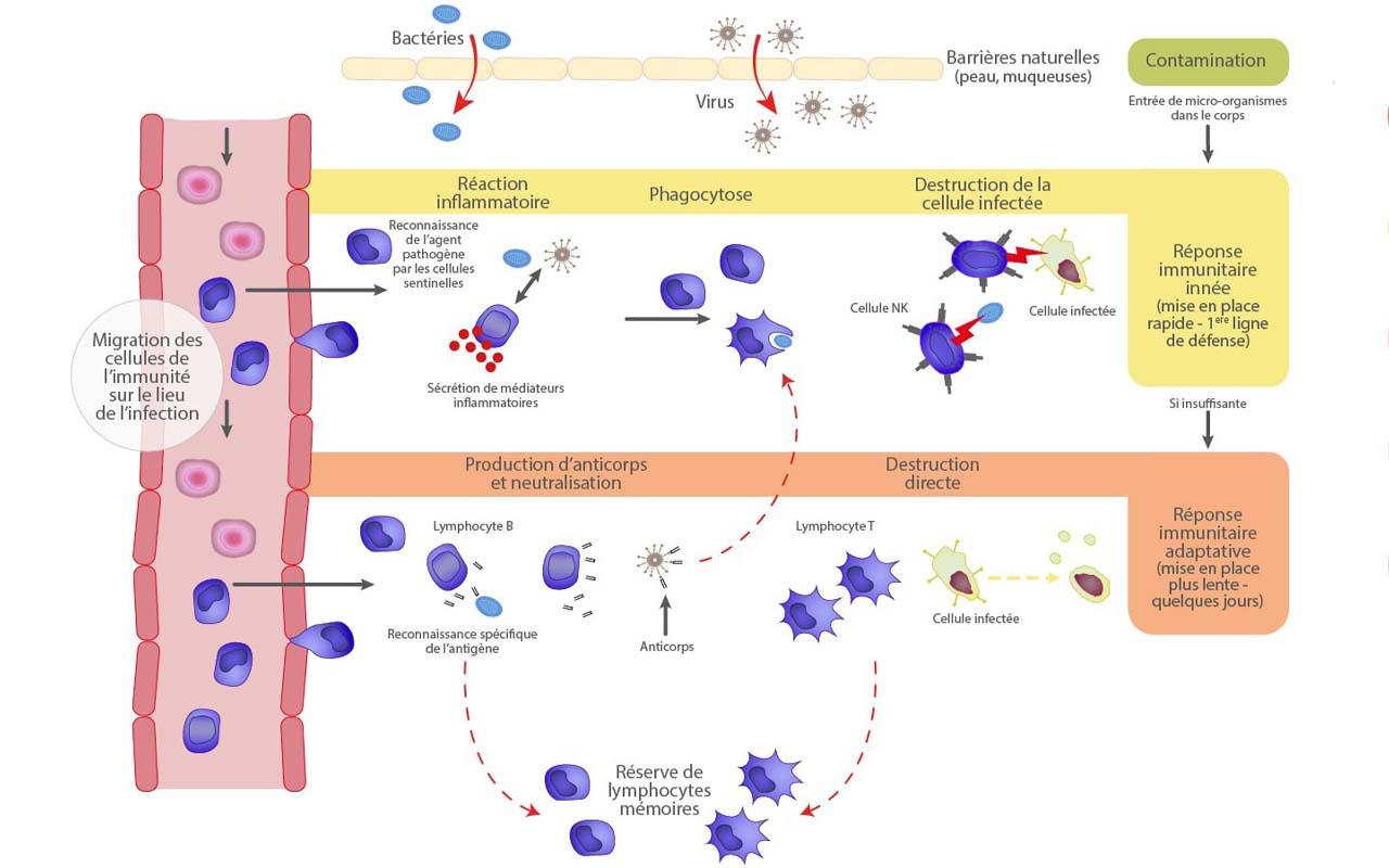 Mieux comprendre le fonctionnement du système immunitaire | Penser Santé