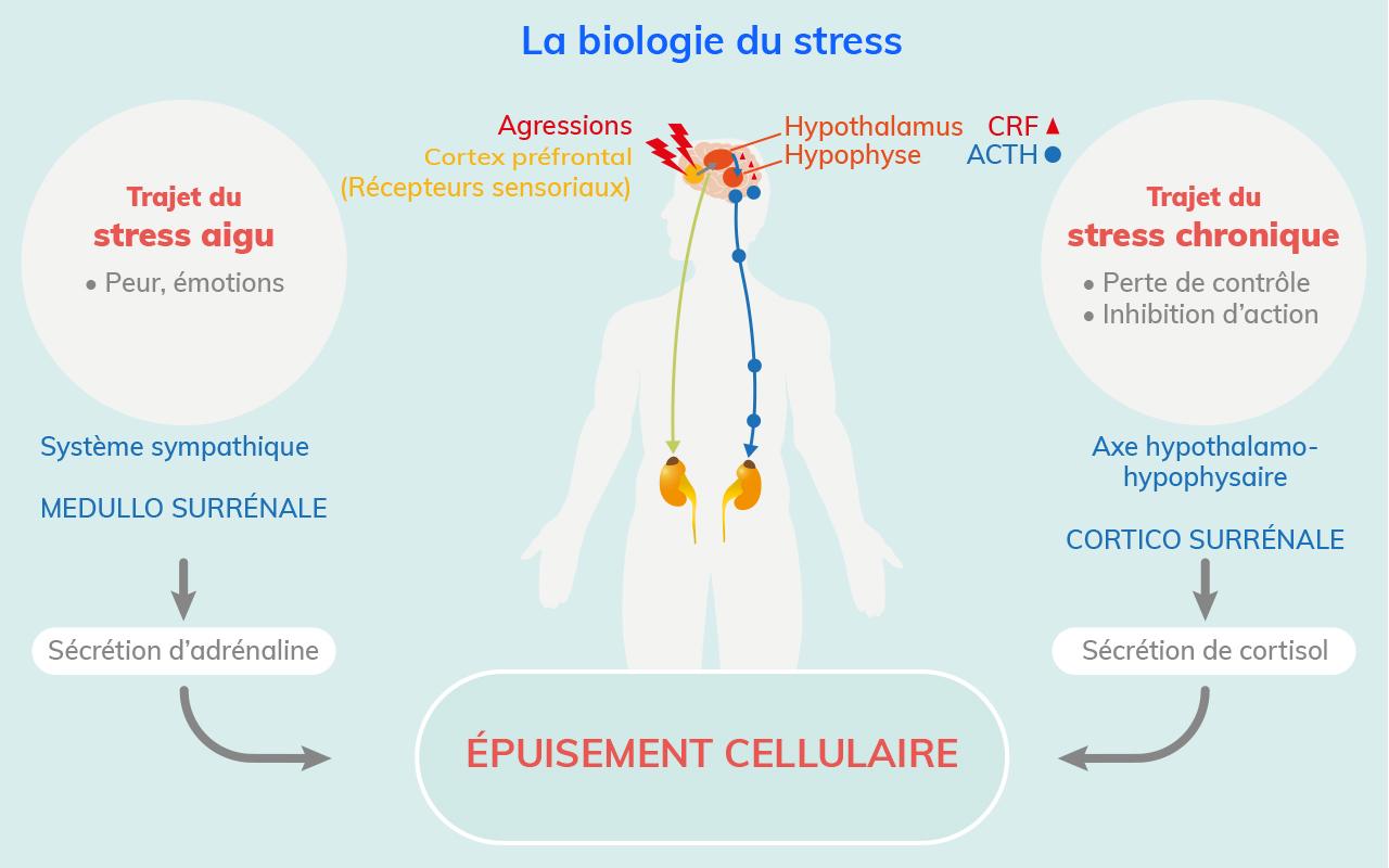 Gestion du stress par l’organisme | Penser Santé