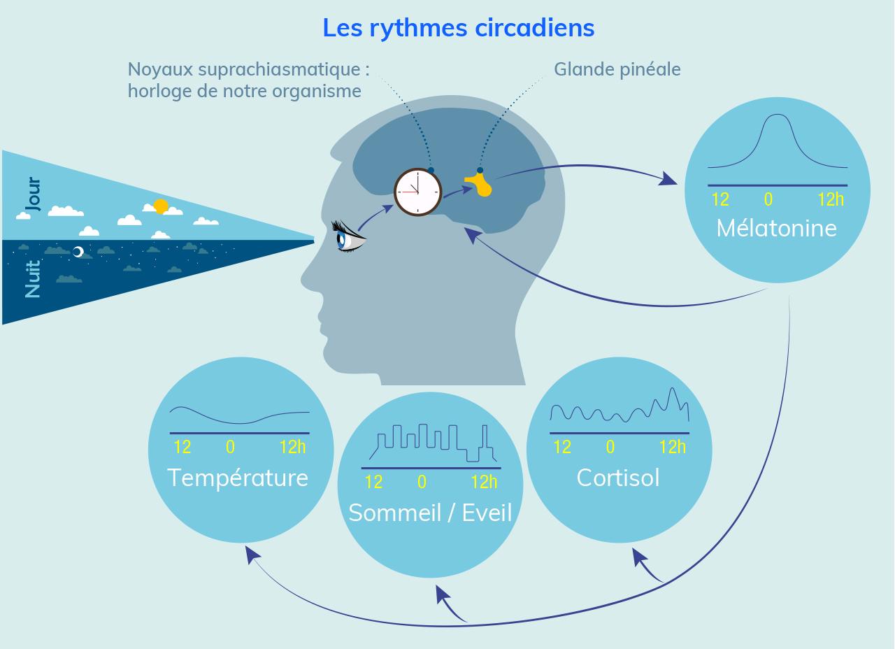 Eveil et sommeil étudiés par la chronobiologie | Penser Santé