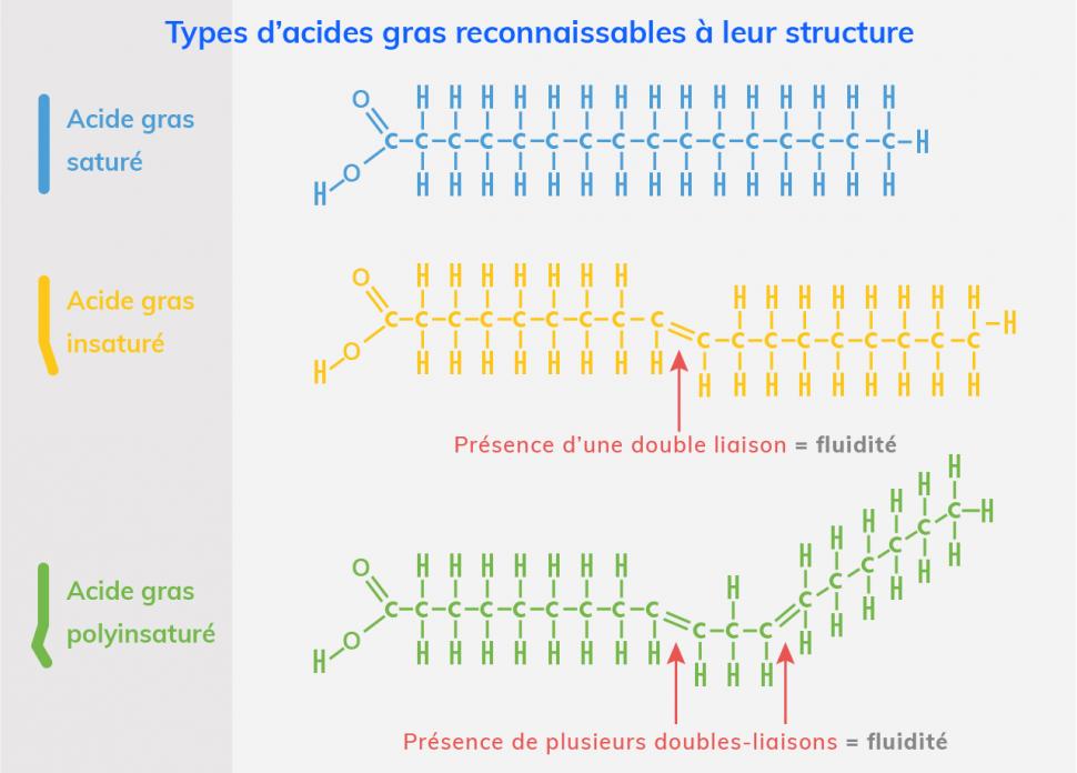 Acides Gras Saturés Ou Insaturés Quelle Différence Penser Santé Penser Santé