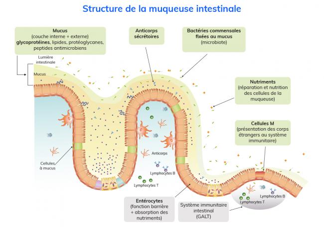 La structure de l’épithélium intestinal | Penser Santé